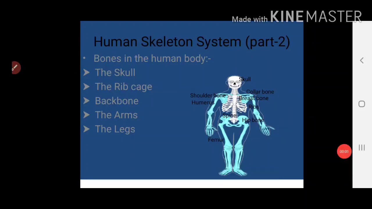 Class - 5 | Human Skeletal System | (part-2) | main parts of skeleton ...