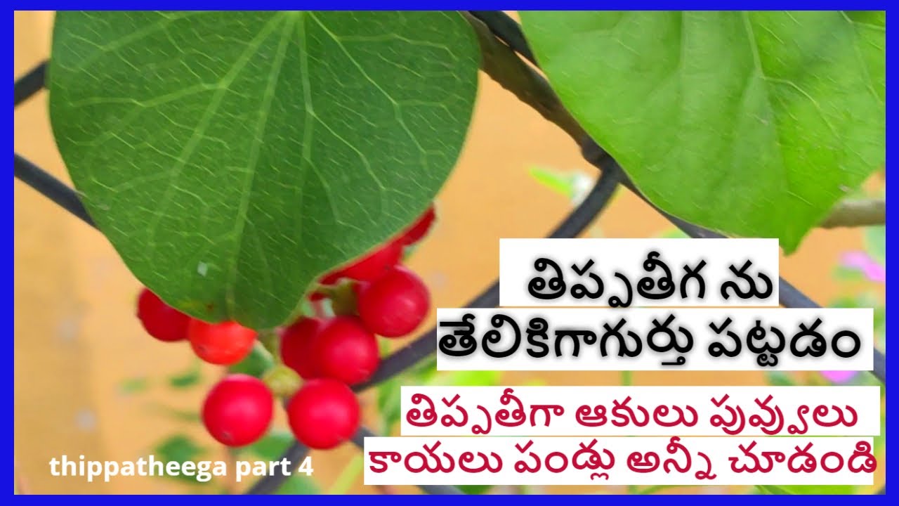 తిప్పతీగా ను అతి తెలికిగా గుర్తుపట్టండి || thippatheega flower and ...