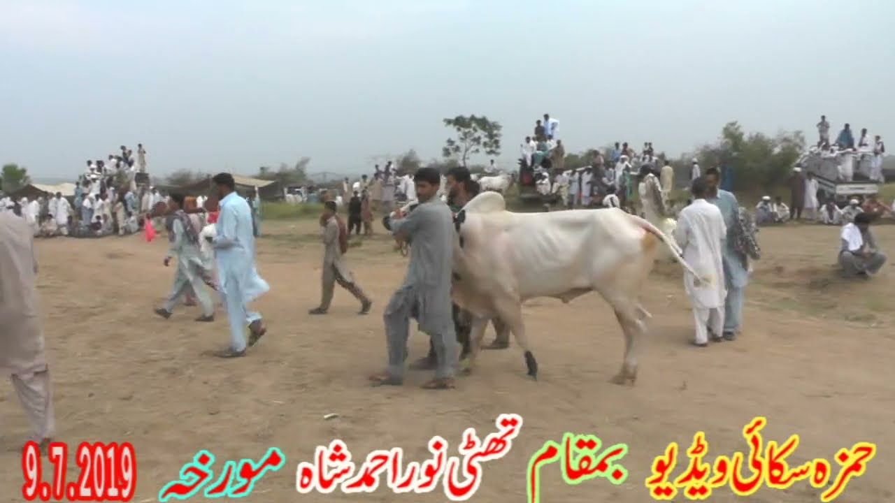 Bull Race|Pakistan|Best|Bulls|Punjab| - YouTube
