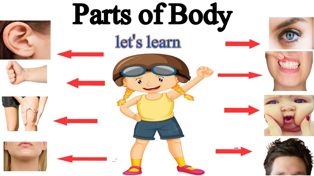 Parts Of The Body IN English L Body Parts Vocabulary With Pictures parts-of-the-body-in-english-l-body-parts-vocabulary-with-pictures