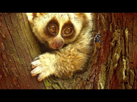 Wuliang Mountains Series | Episode 5: Slow loris