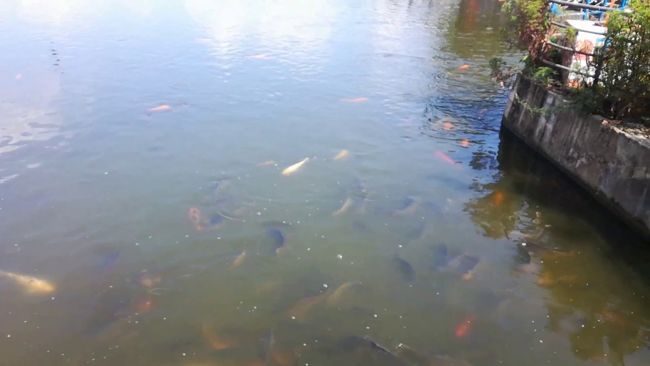 Taudaha Lake Kathmandu Nepal - YouTube