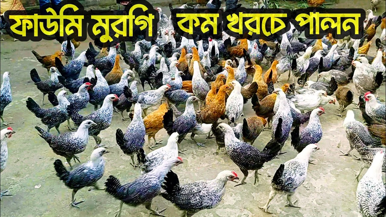 কম খরচে ফাউমি মুরগি পালন। Fawmi Murgi Palon Video - YouTube