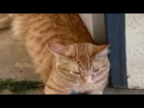 Orange buddy compilation - YouTube