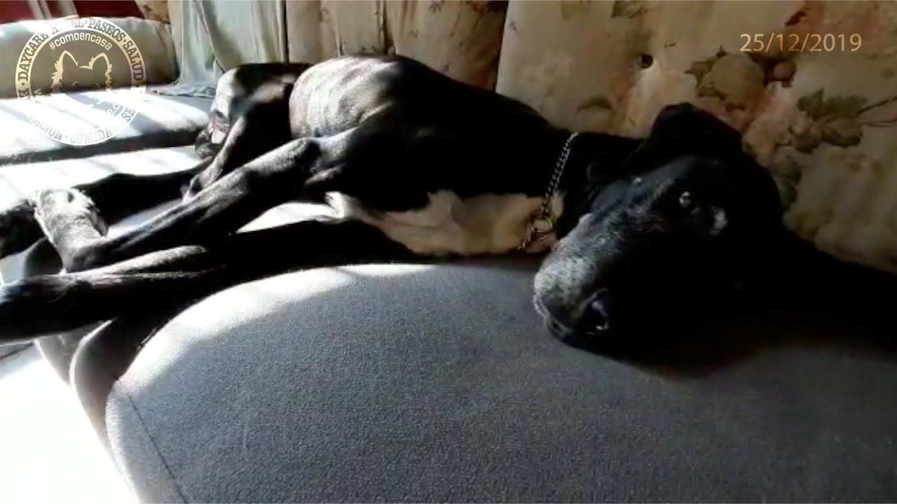 Todos desparramados muy tranquilos - YouTube