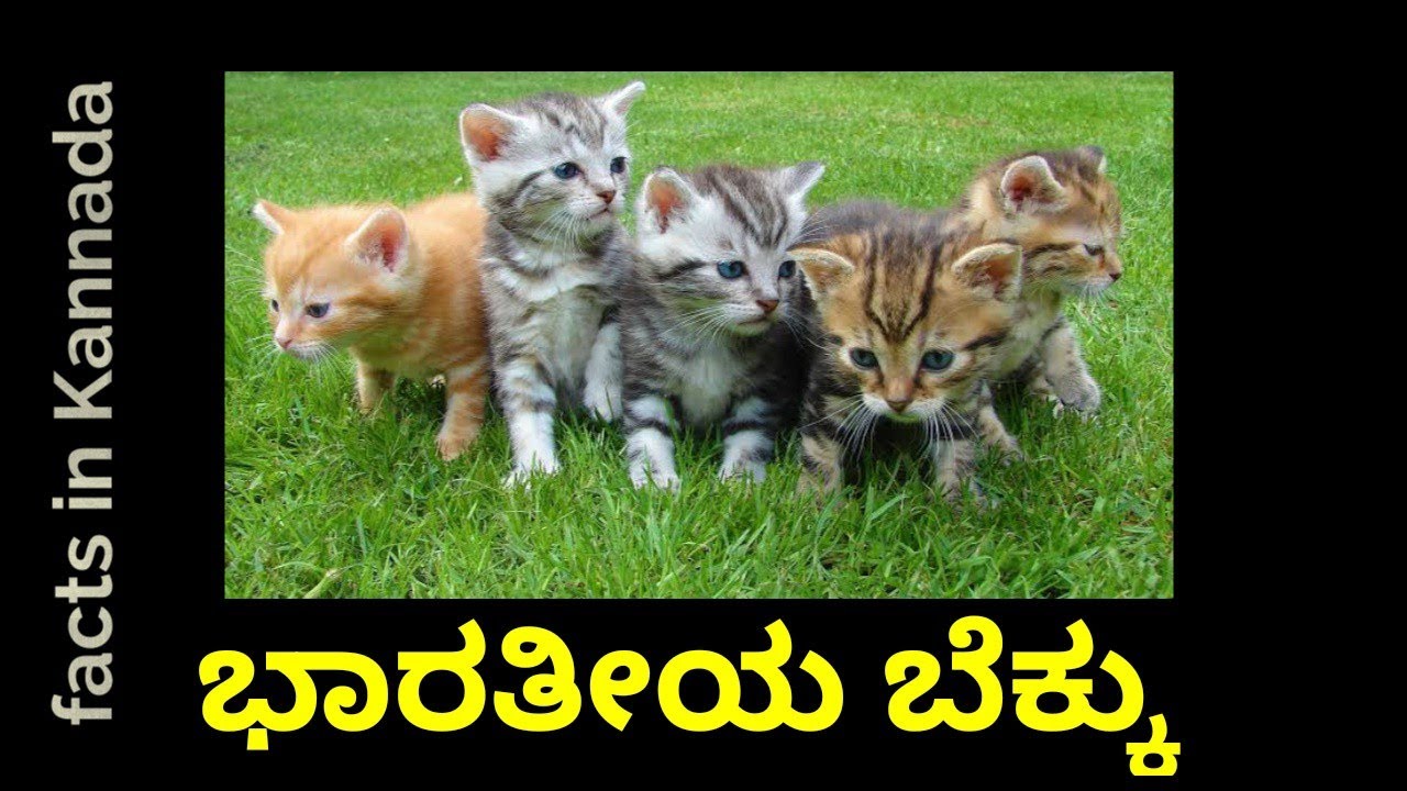 indian billi cat | indian street cat facts in kannada | ಭಾರತೀಯ ಬೆಕ್ಕಿನ ...