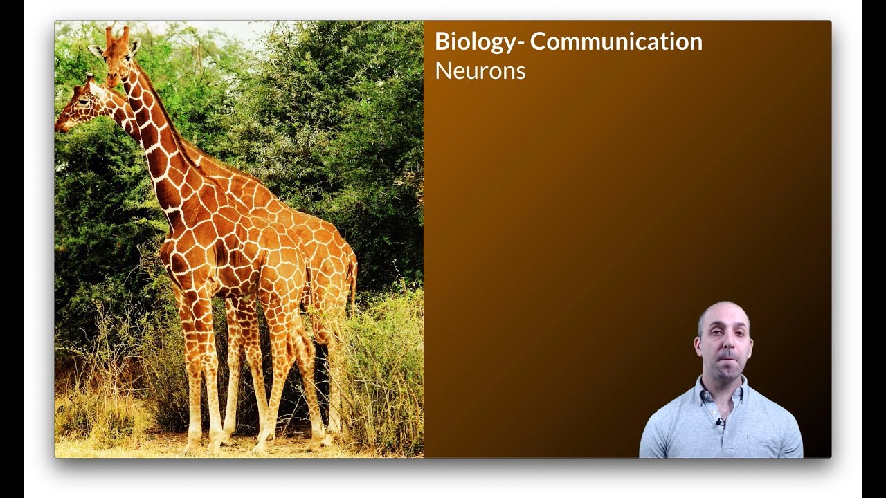 K-Bio Communication 3: Neurons - YouTube