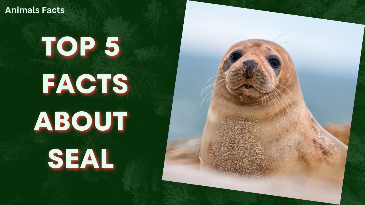 🔥Discover the Untold Secrets: Top 5 Facts About Seals! #animalsfacts # ...