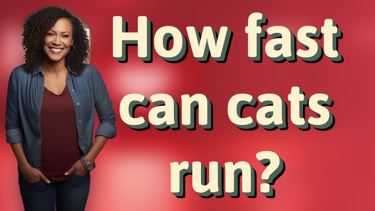 How fast can cats run? - YouTube