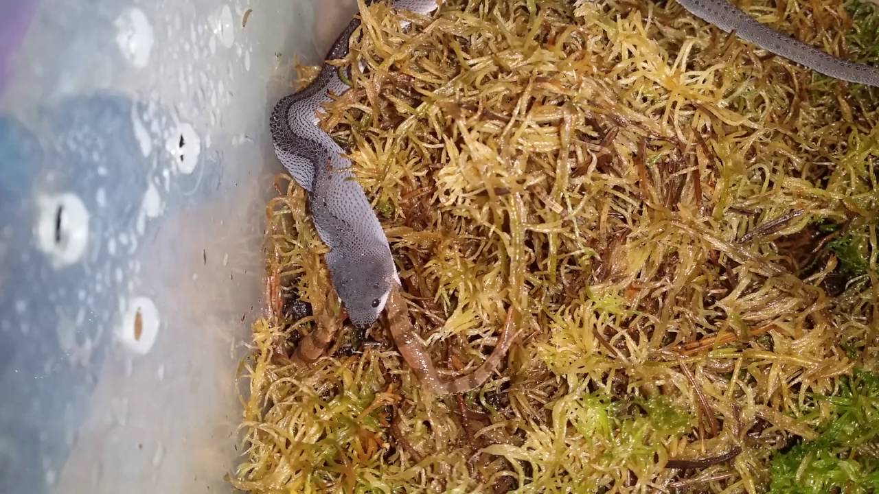 Xenodermus javanicus - YouTube