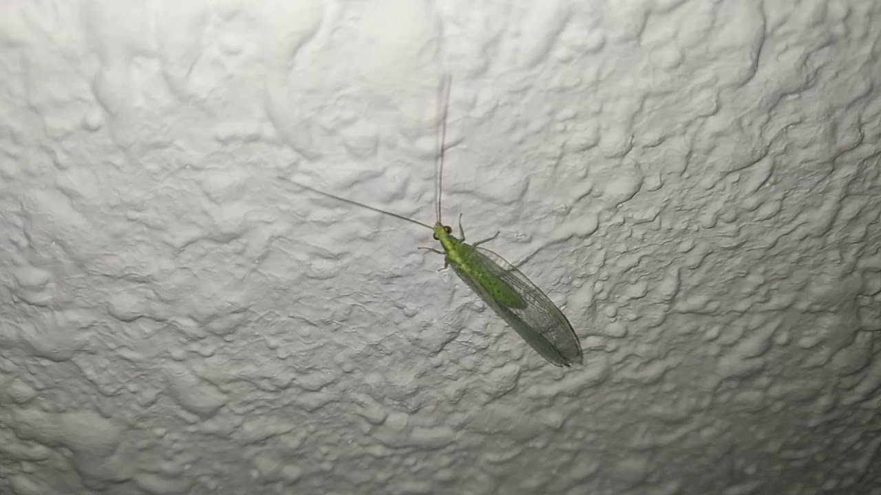 Insecto verde en pared - YouTube
