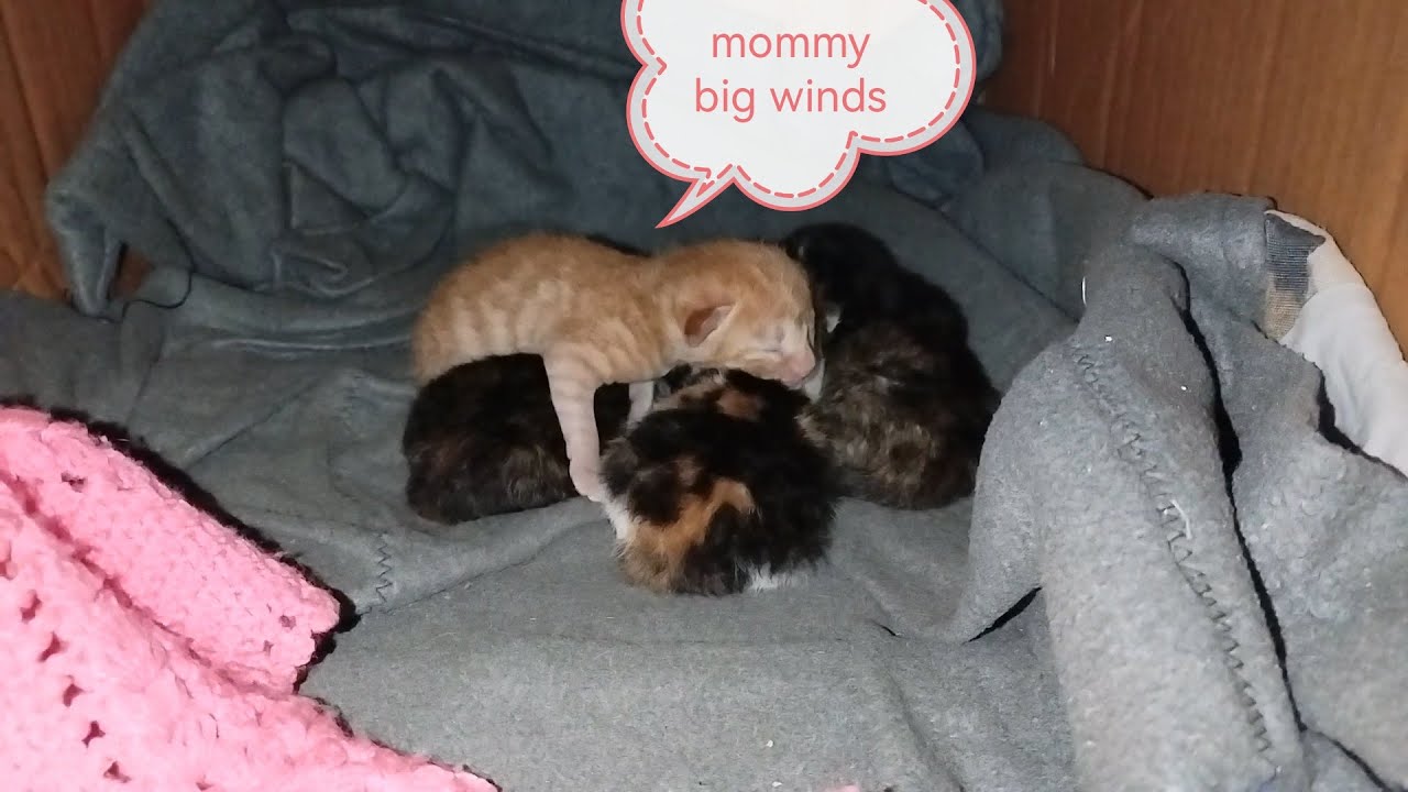 Beauty cat protect her kitten#cat #kitten #babykitten - YouTube