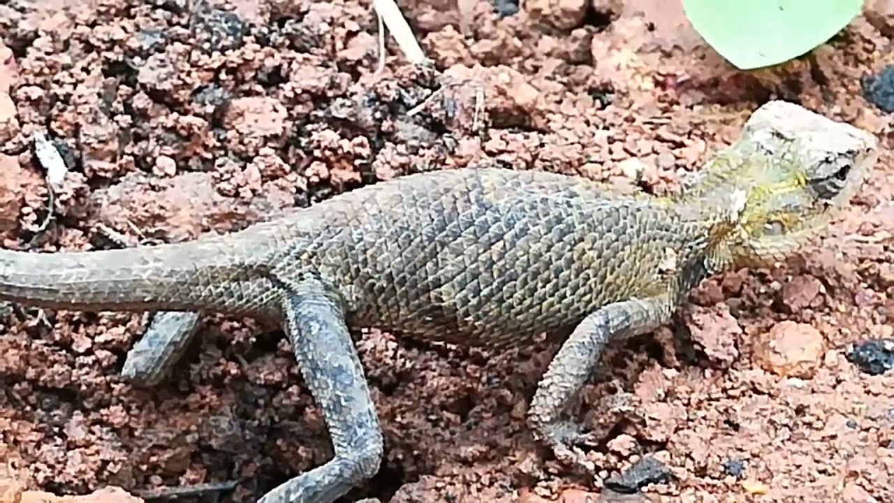 CHAMELEON LAYING EGGS - YouTube