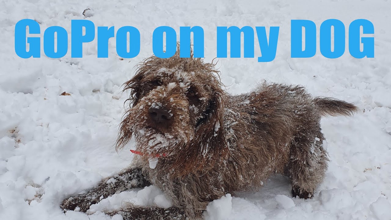 GoPro on a DOG - SURF and SNOW - YouTube