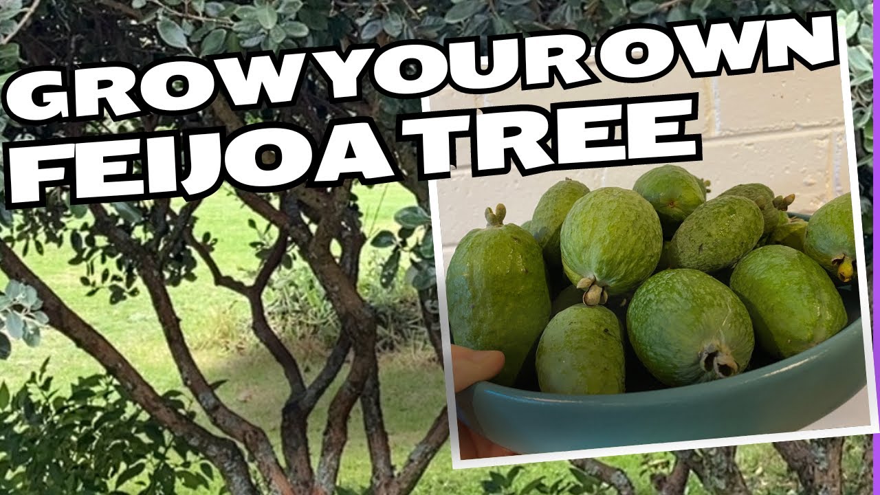 Growing a FEIJOA TREE from planting to harvest - YouTube