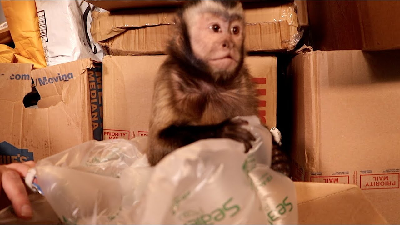 Capuchin MonkeyBoo Show! GIANT Fan Mail Haul Time! - YouTube