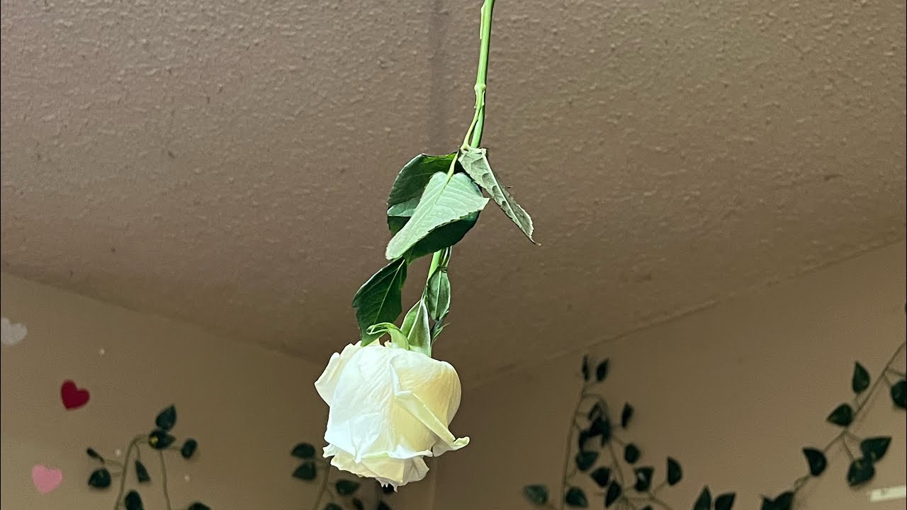 Full video of DIY craft of floating roses 🌹 - YouTube