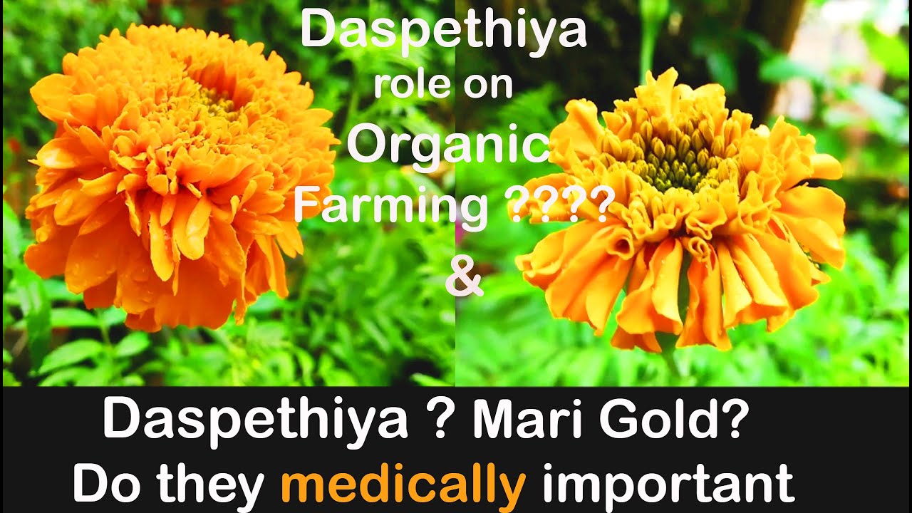Daspethiya ? Mari Gold? do they medically important. Daspethiya role on ...