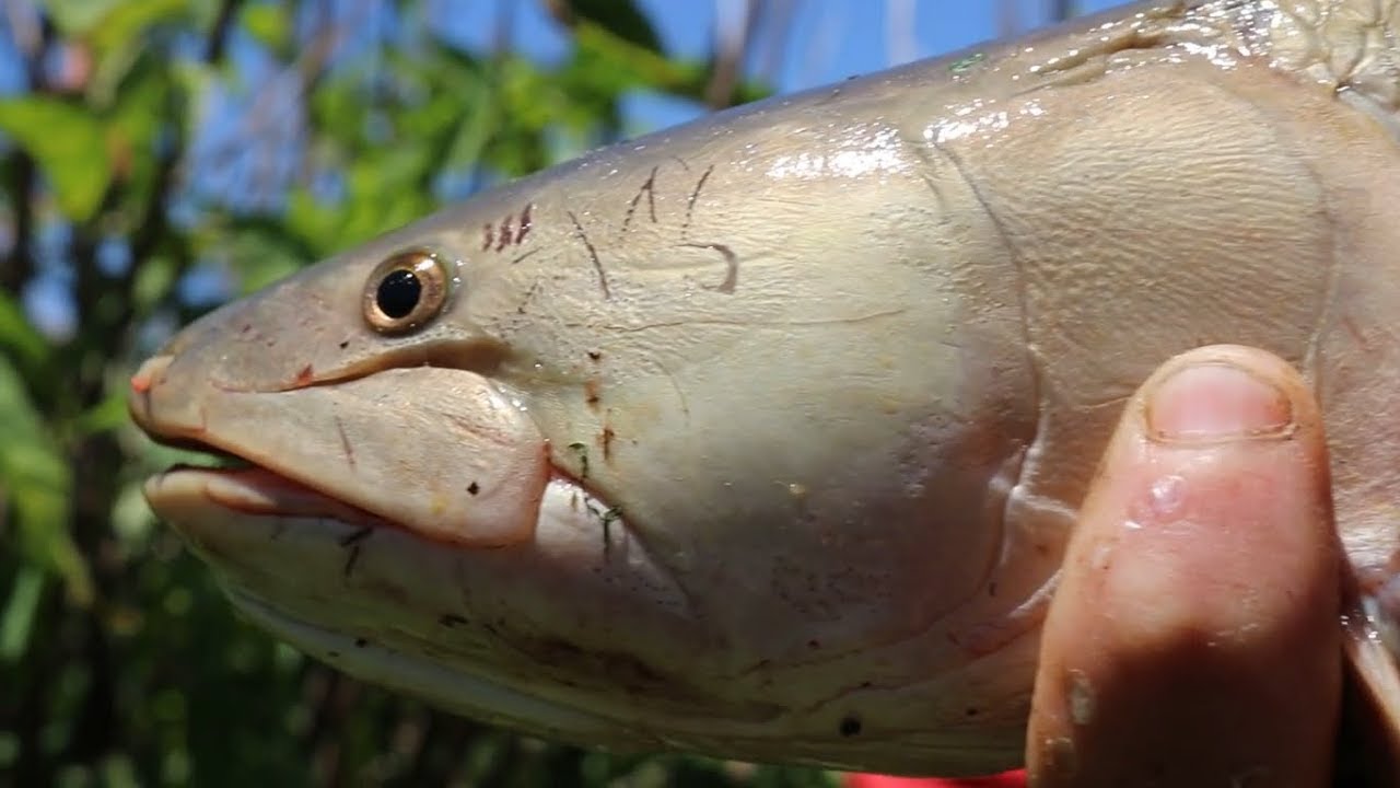 Fishing for Grennel in SECRET SPOT - YouTube