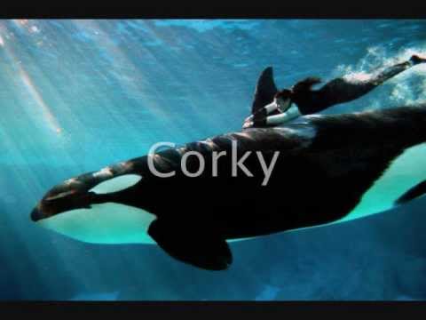 SWC Orca Biographies - Corky - YouTube