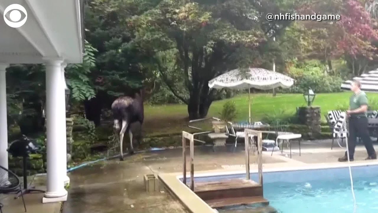 WEB EXTRA: Moose Stuck In Pool - YouTube