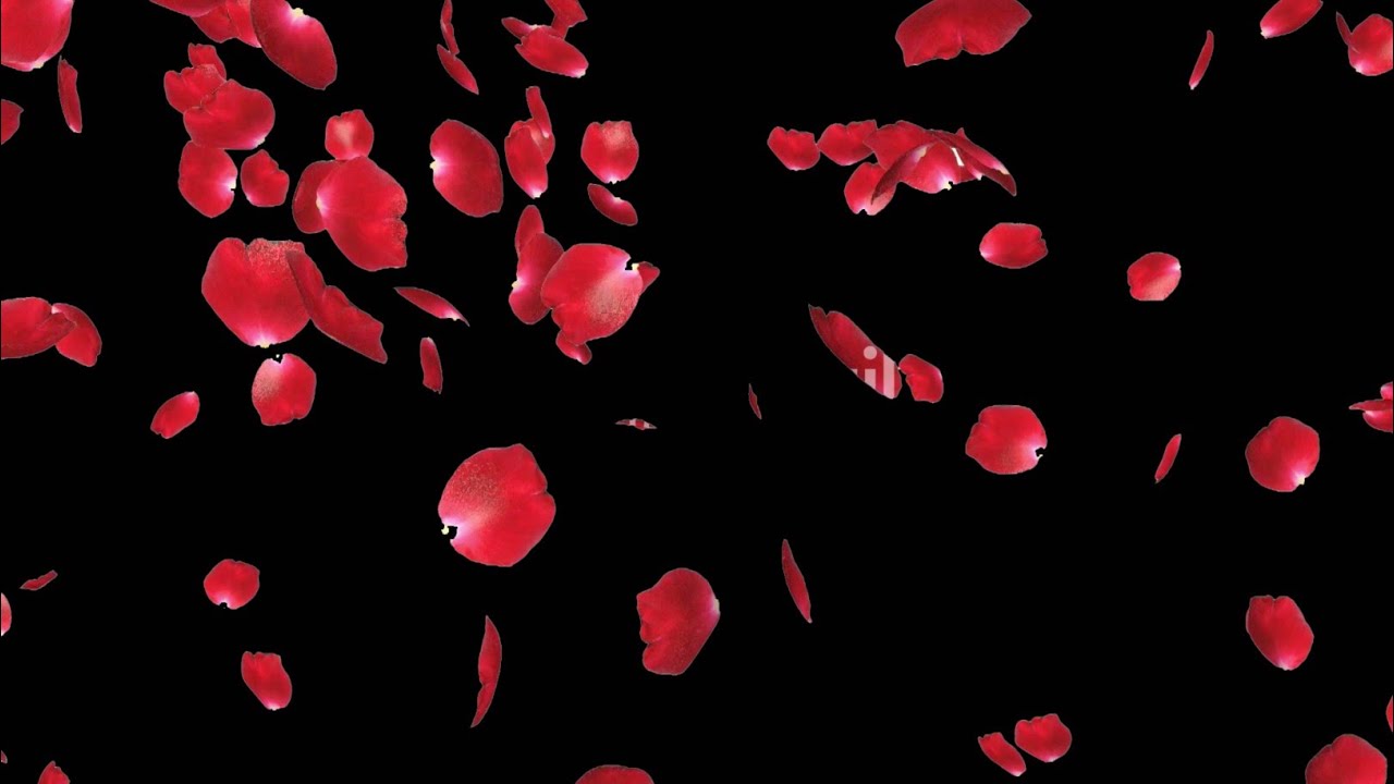 rose petals falling black screen video | black screen petals effects ...