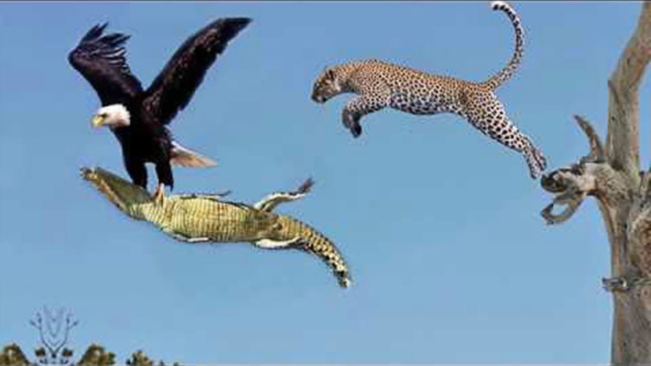 AMAZING: Best Of Eagle Hunting 2019!!! Eagle, Crocodile, Hawk , Warthog ...