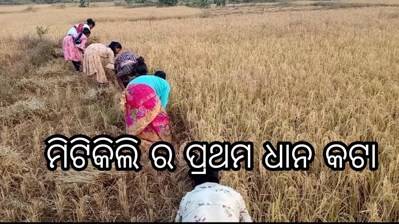 ମିଟିକିଲି ର ପ୍ରଥମ ଧାନ କଟା//mitikili ra prothama dhana kata//dhana kata ...