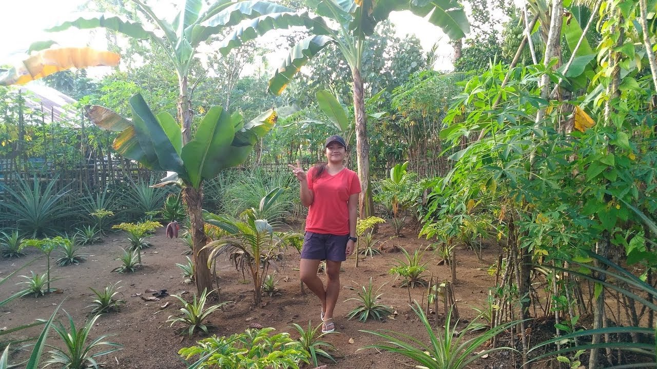 Simple Life in the Farm | Buhay Probinsya | Farm Life Philippines - YouTube