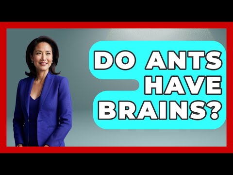 Do All Ants Have Brains