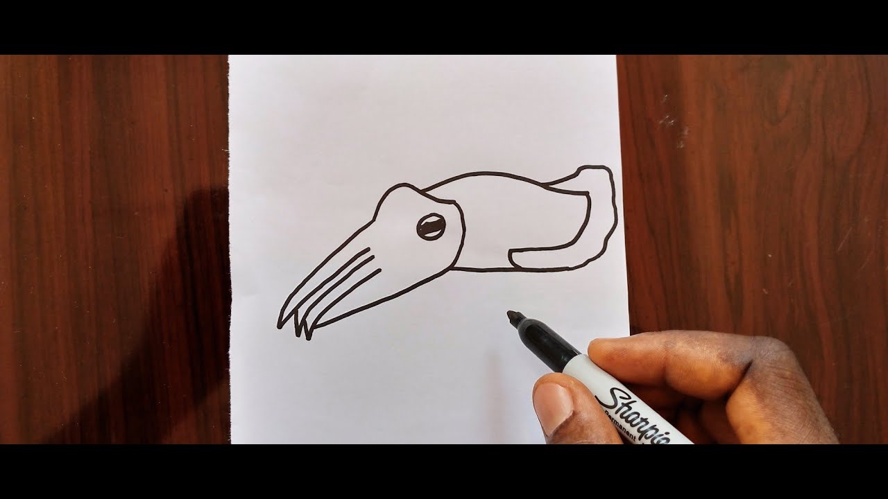 HOW TO DRAW A CUTTLEFISH STEP BY STEP. - YouTube
