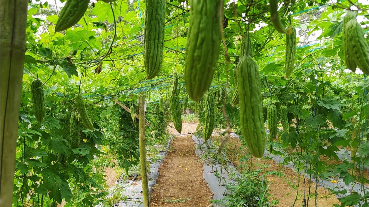 panen pare di kebun sendiri, sekali petik sampai 300kg - YouTube