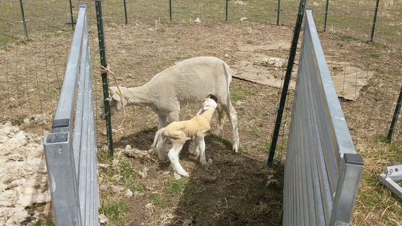 Handling Lamb Rejection - YouTube