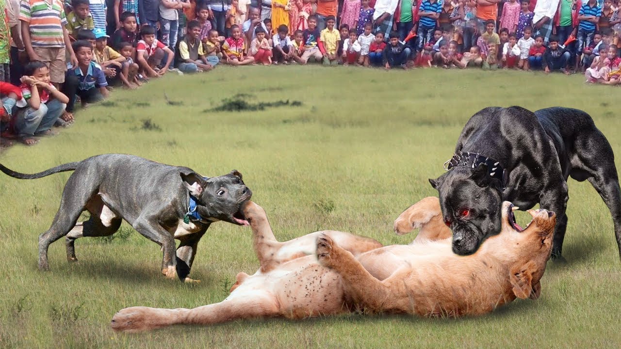 Unbelievable! Hungry Wild Animals Break Into Village To Catch Pets And ...