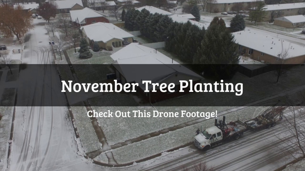 November Tree Planting - YouTube