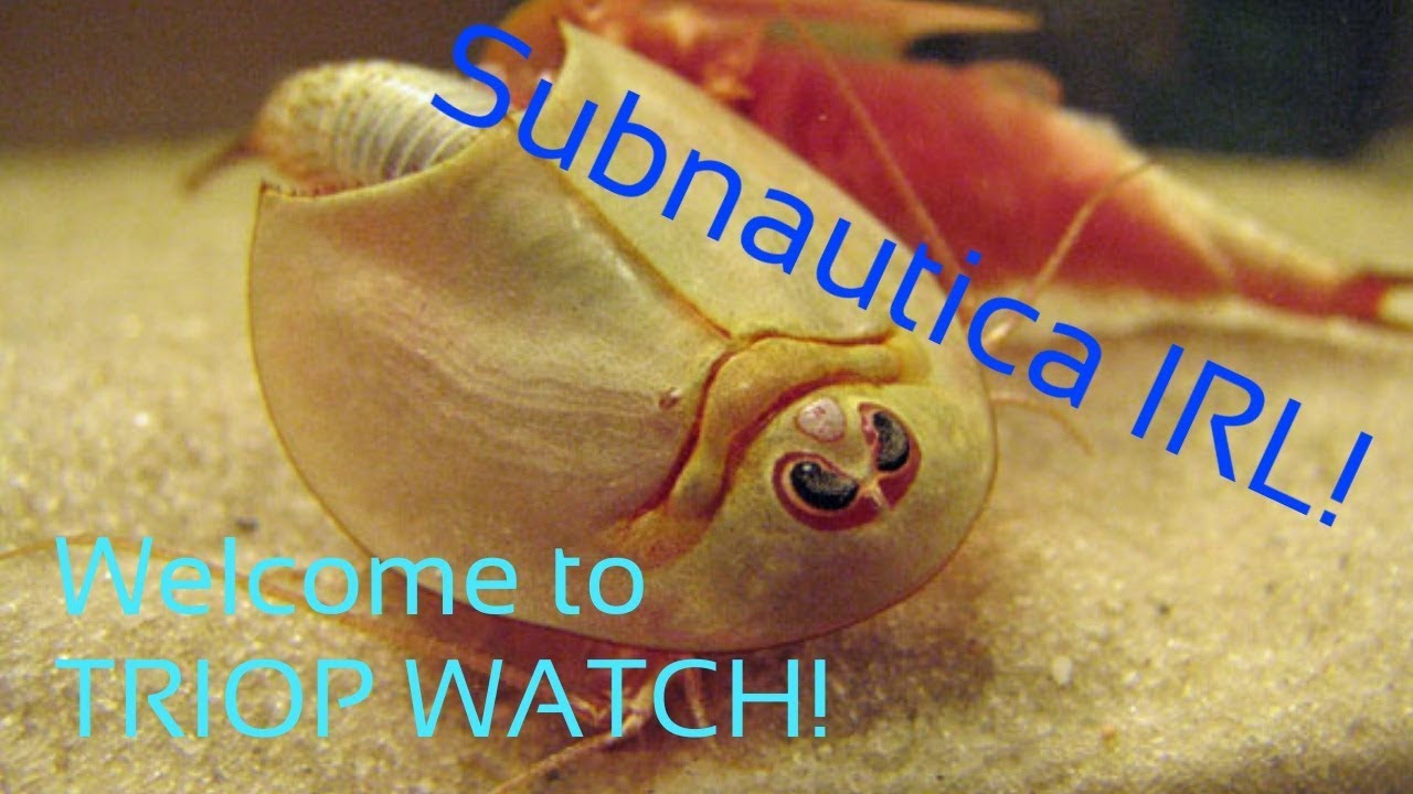 SUBNAUTICA IRL! Welcome to TRIOP WATCH! - YouTube