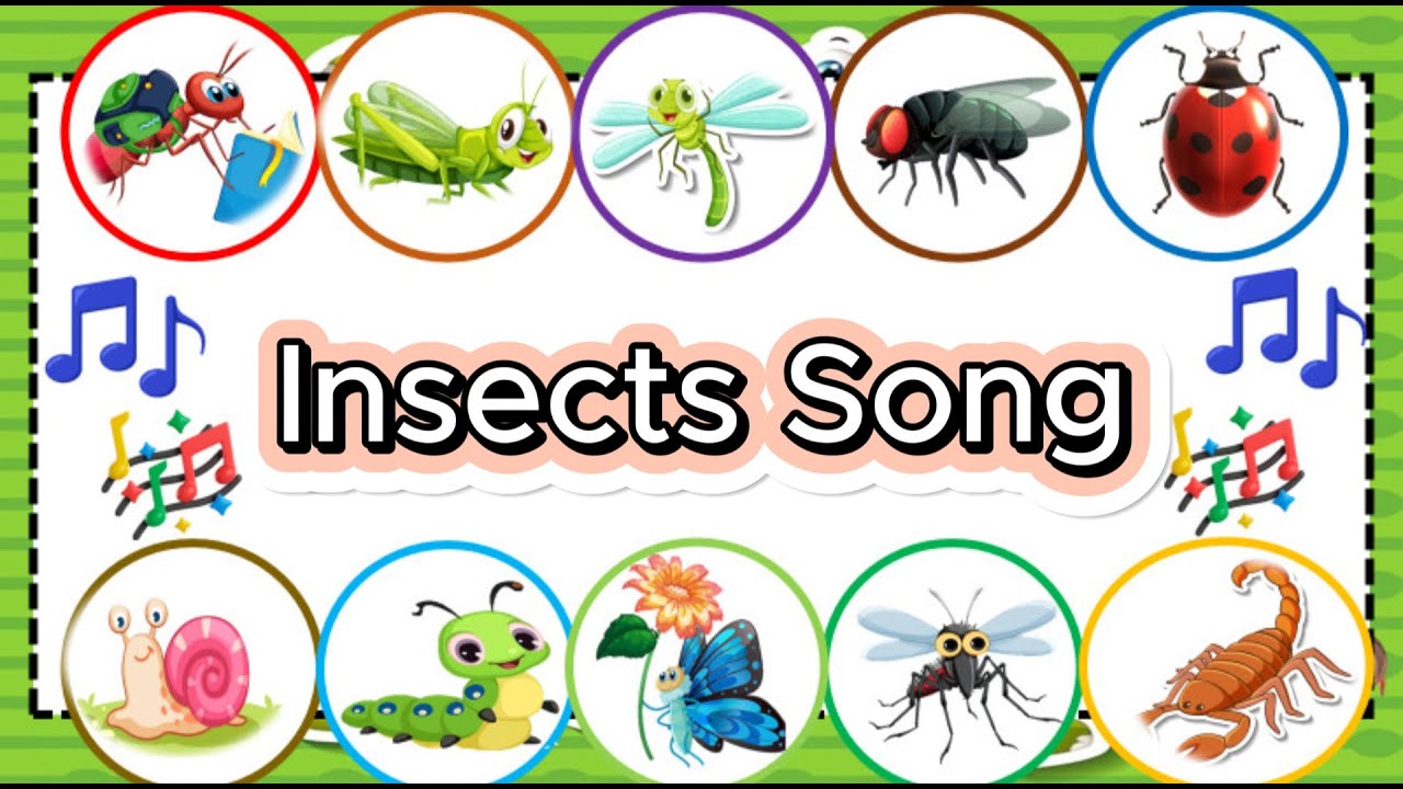 Insect Song | Animal Song | MrThanhEnglish - YouTube