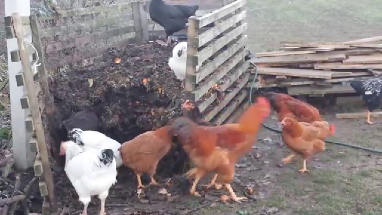 Kokoske kokosi - YouTube