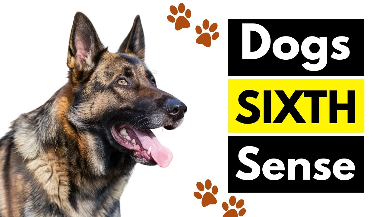 Do Dogs Have a Sixth Sense? The Truth About Their Instincts - YouTube