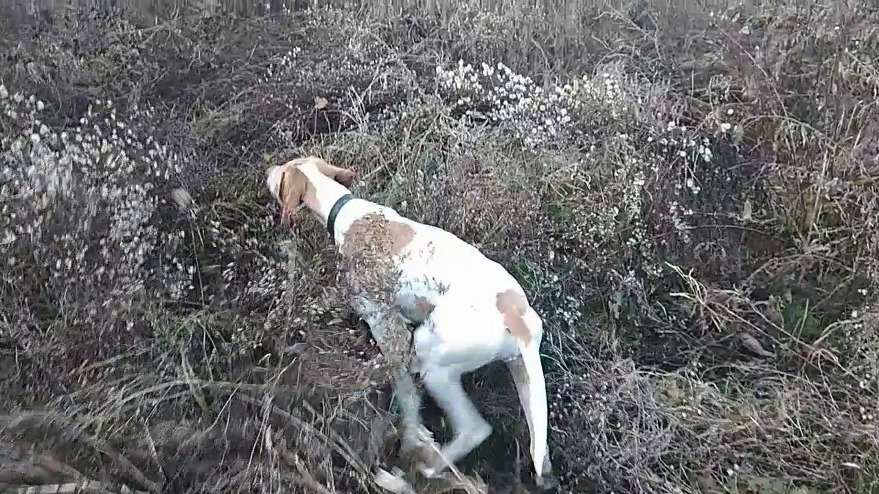 Pointer training - YouTube