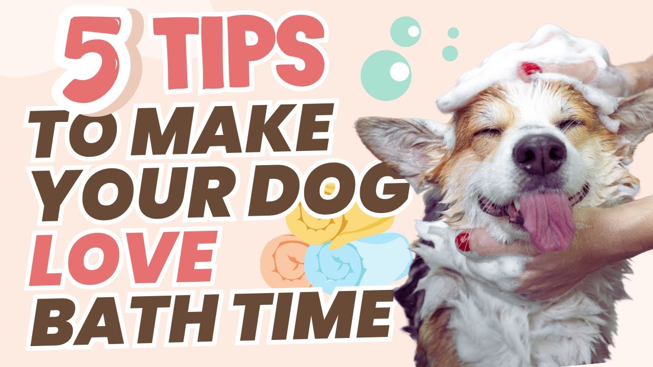 5 Tips to Make Your Dog Love Bath Time! 🛁🐾 - YouTube