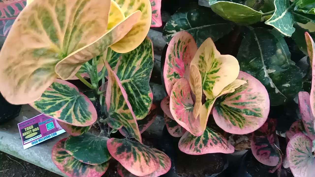 kecantikan dan keunggulan tanaman bunga puring apel rehana dan jual ...