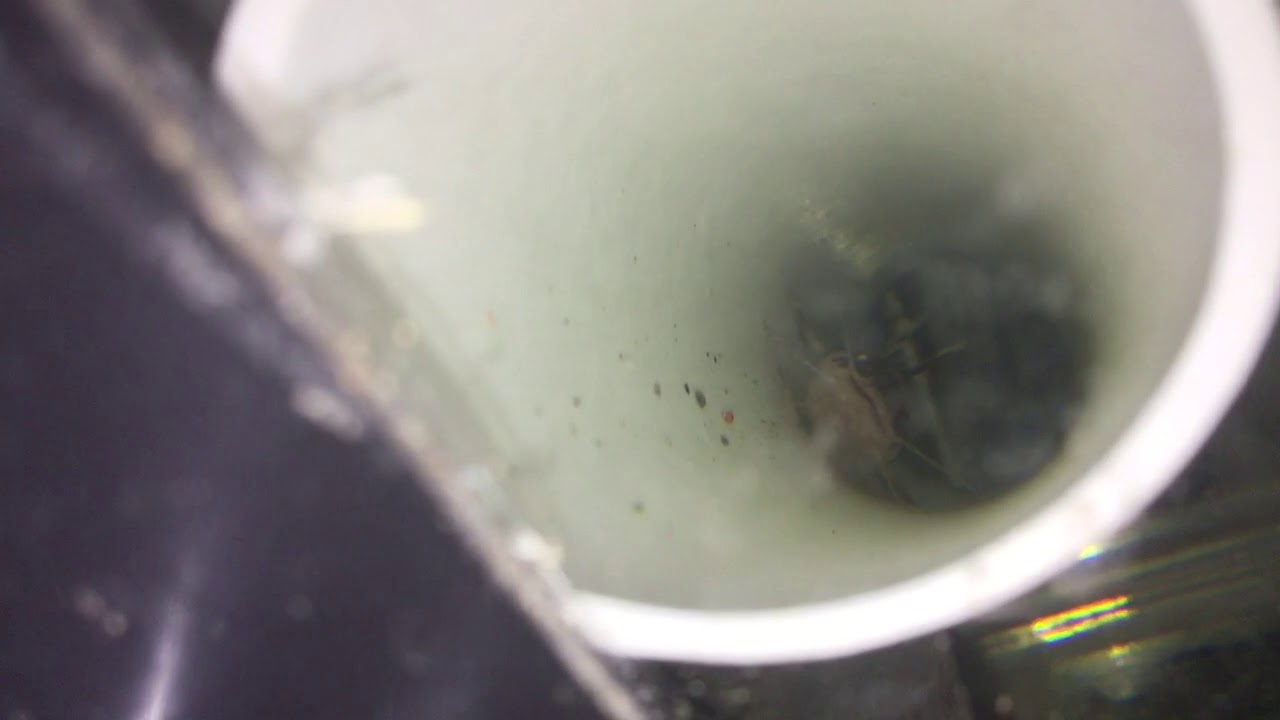 Dwarf bumblebee catfish (Microglanis iheringi) - YouTube