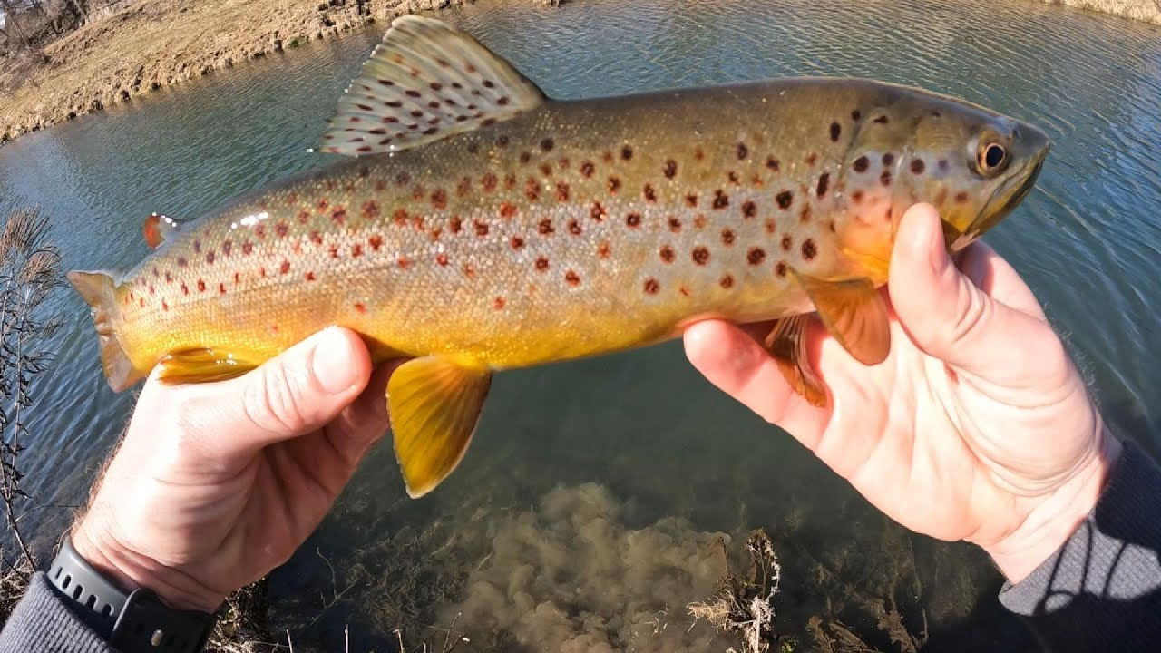 Big Spring Brown Trout in Southwest Wisconsin! - YouTube
