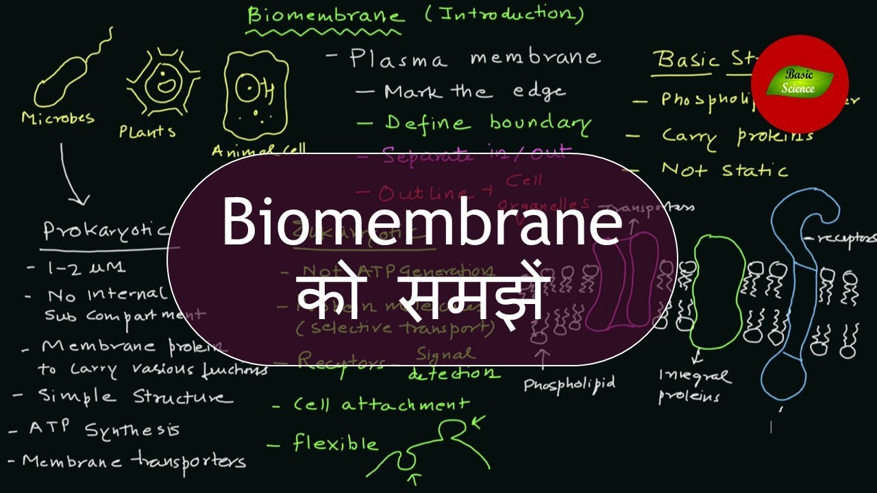 Biomembrane को समझें| Cell Biology | Biology | Basic Science Series ...
