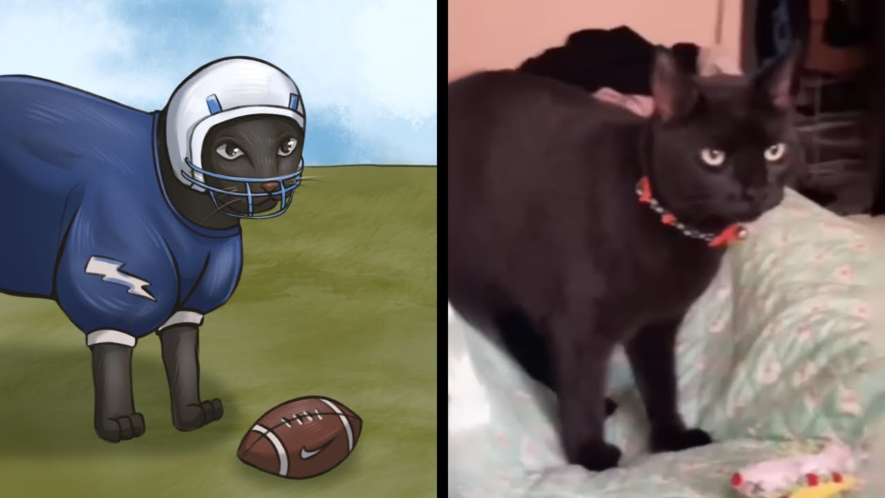 My Cat looks like a Wide Receiver | Funny Cat Memes 2024 - YouTube