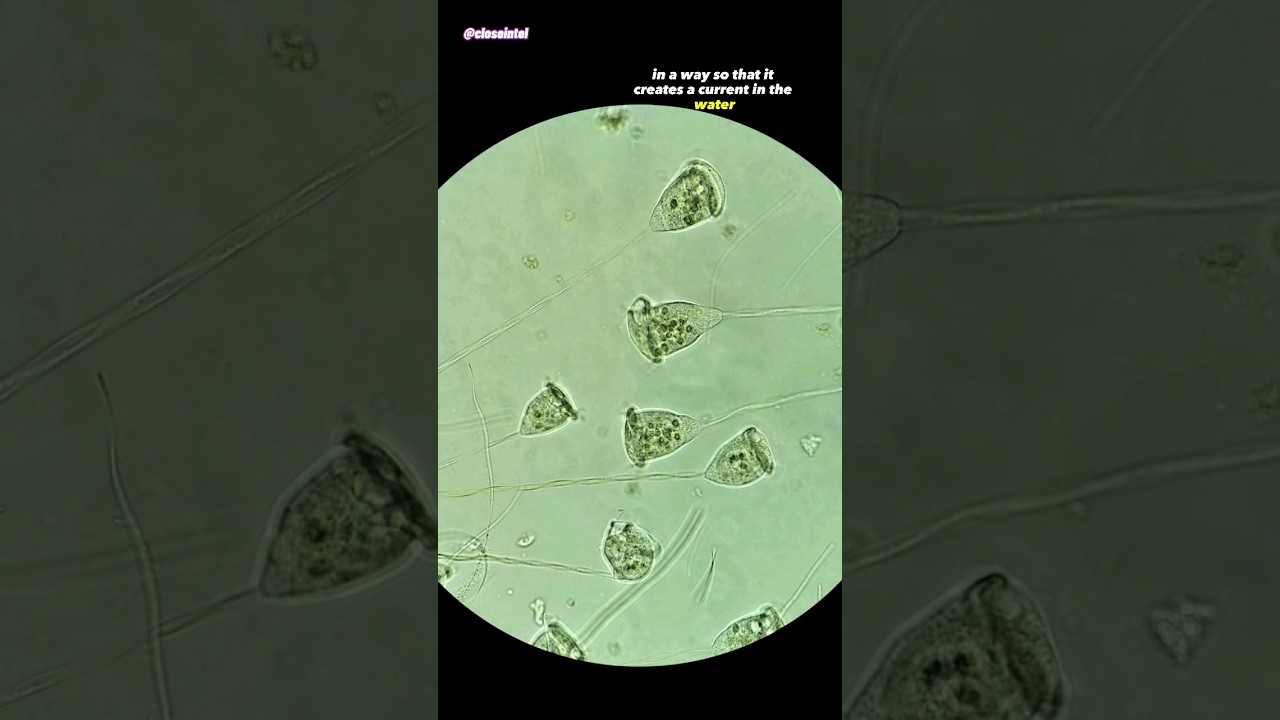 Springy Stalked Ciliate Under Microscope (Vorticella) - YouTube