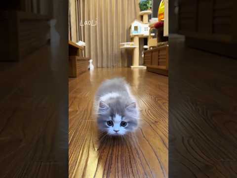 Sweetest catwalk in the floor 💫😼😍💥💫😻💫