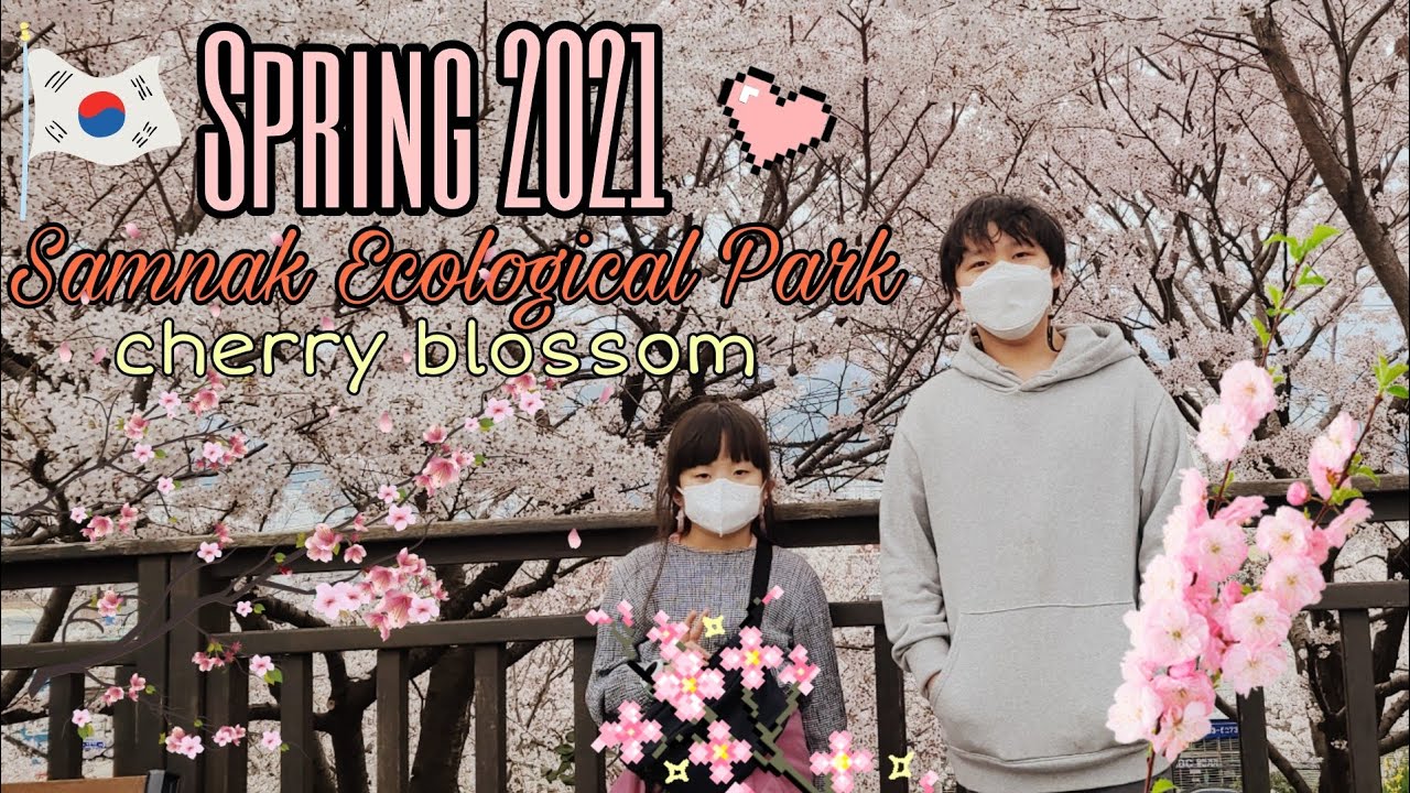 Cherry Blossoms 2021 Samnak Ecological Park (Sasang-gu) | #Spring2021 ...
