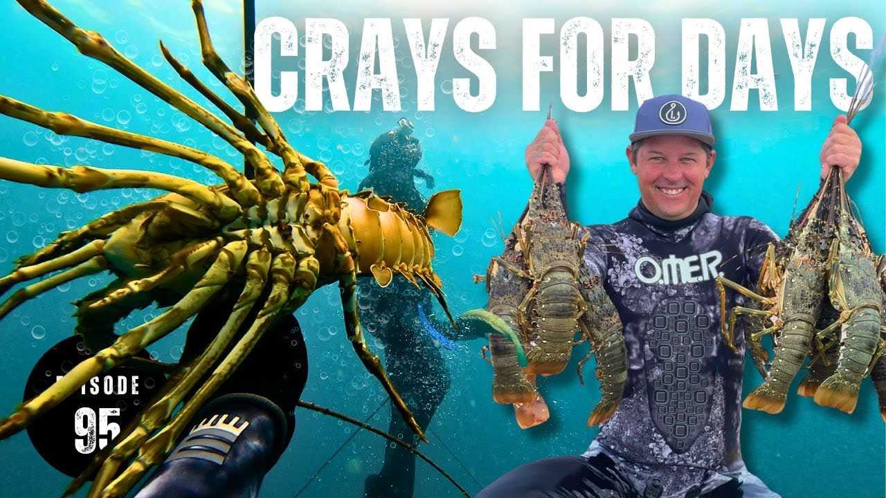 CRAYFISH BAG OUT IN OUR BACKYARD !!! CATCH & COOK OF THE BAYS FINEST ...